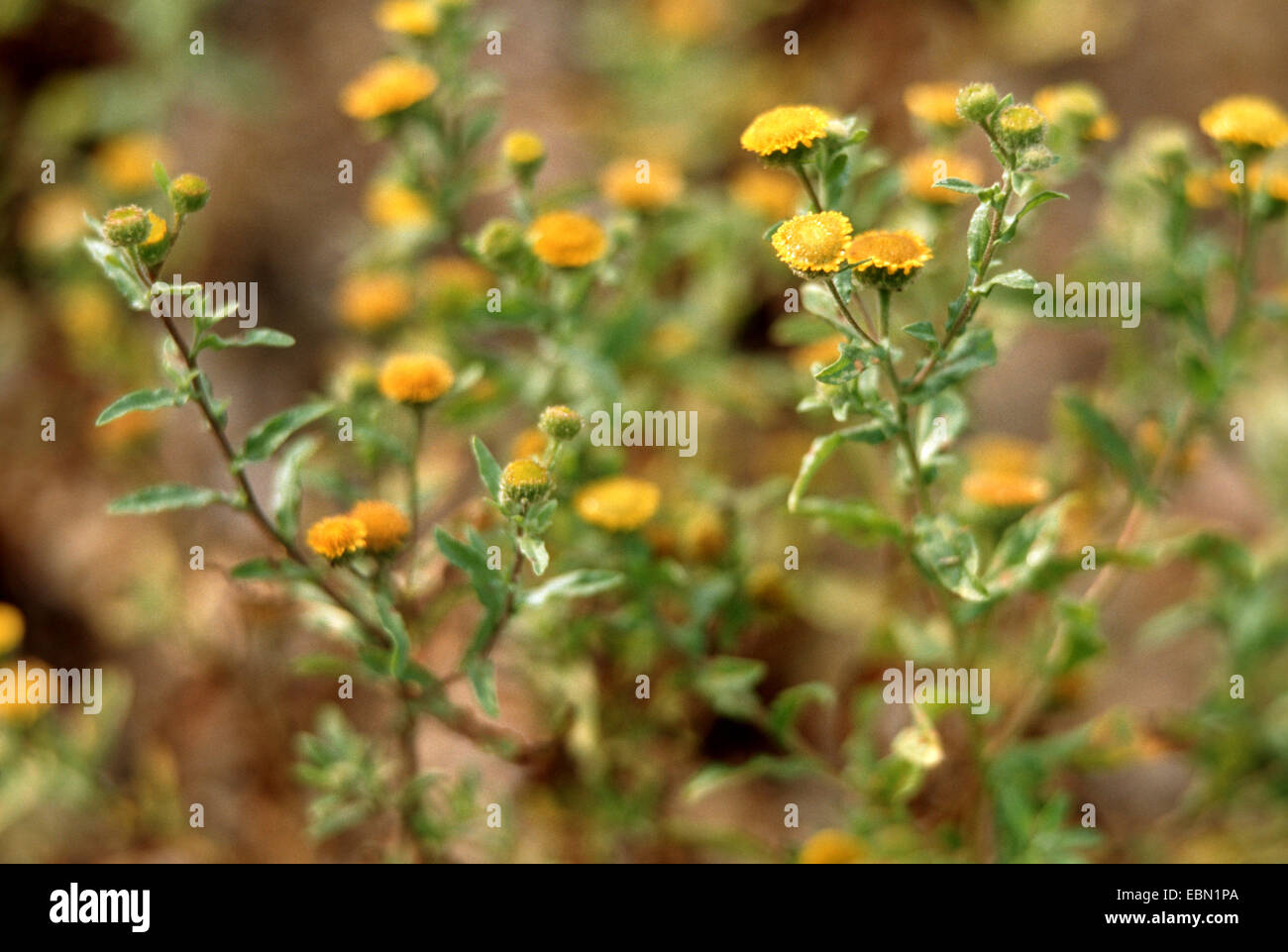 small fleabane (Pulicaria vulgaris), blooming, Germany Stock Photo - Alamy