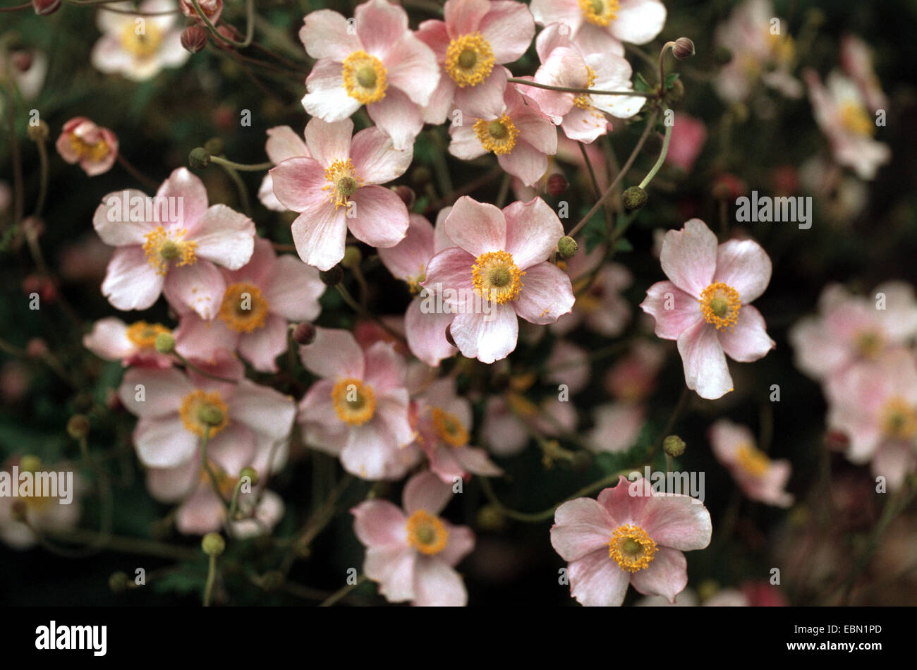 Chinese anemone hi-res stock photography and images - Alamy