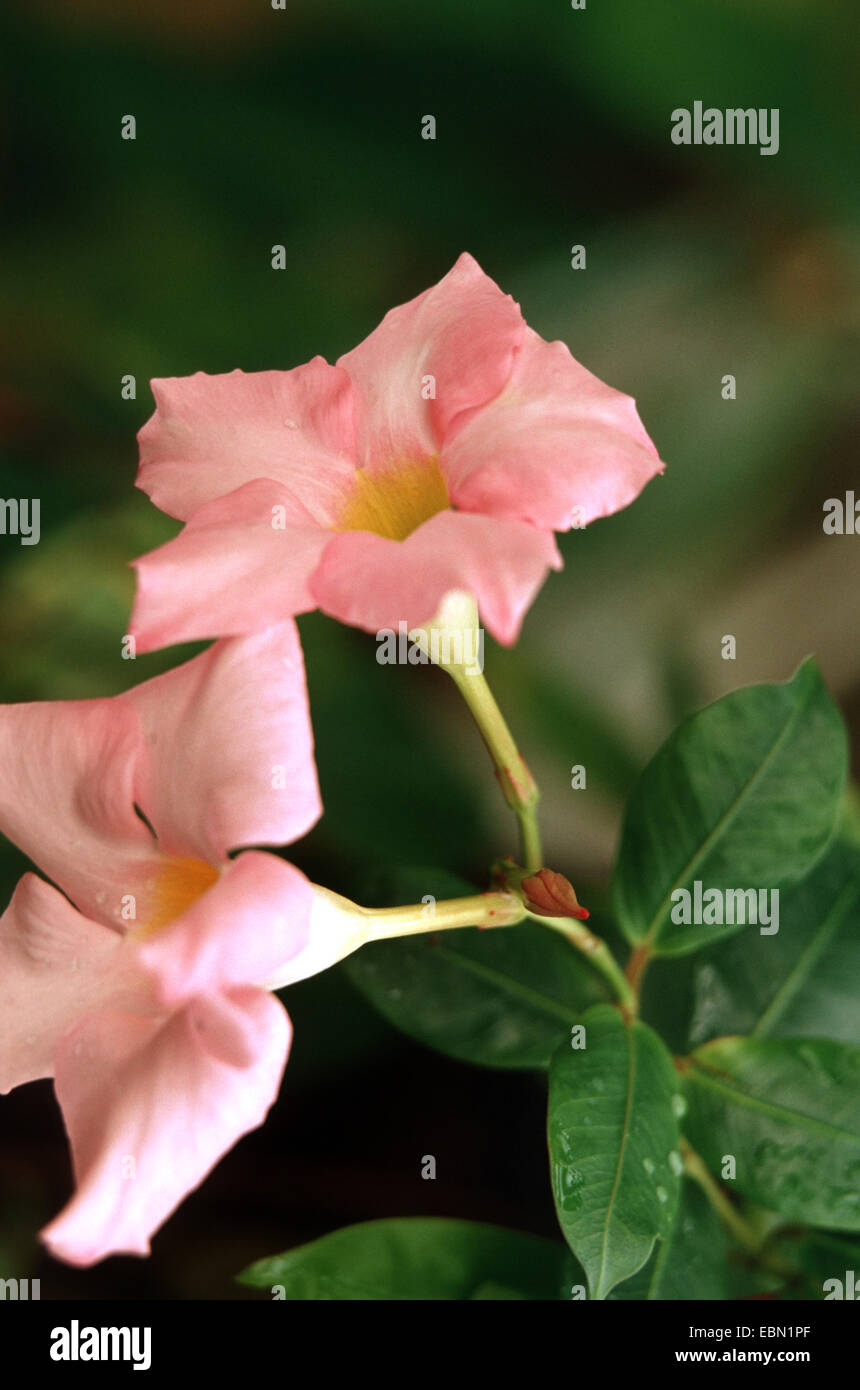 Bower Vine, Bower Plant, Jasmine (Pandorea jasminoides), cultivar Stock ...