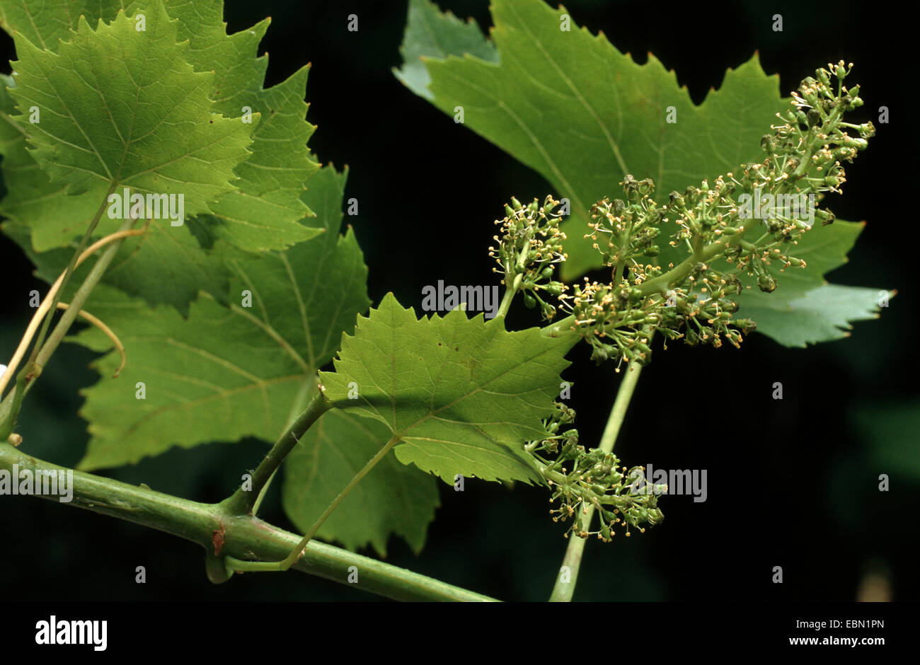 grape-vine, vine (Vitis vinifera), blooming Stock Photo - Alamy grape-vine, vine (Vitis vinifera), blooming Stock Photo - Alamy
