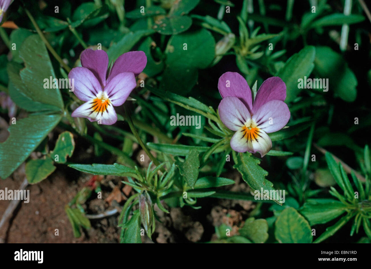 Three Pansy Flowers High Resolution Stock Photography and Images - Alamy