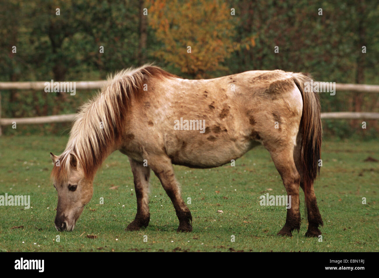 Tarpan hi-res stock photography and images - Alamy