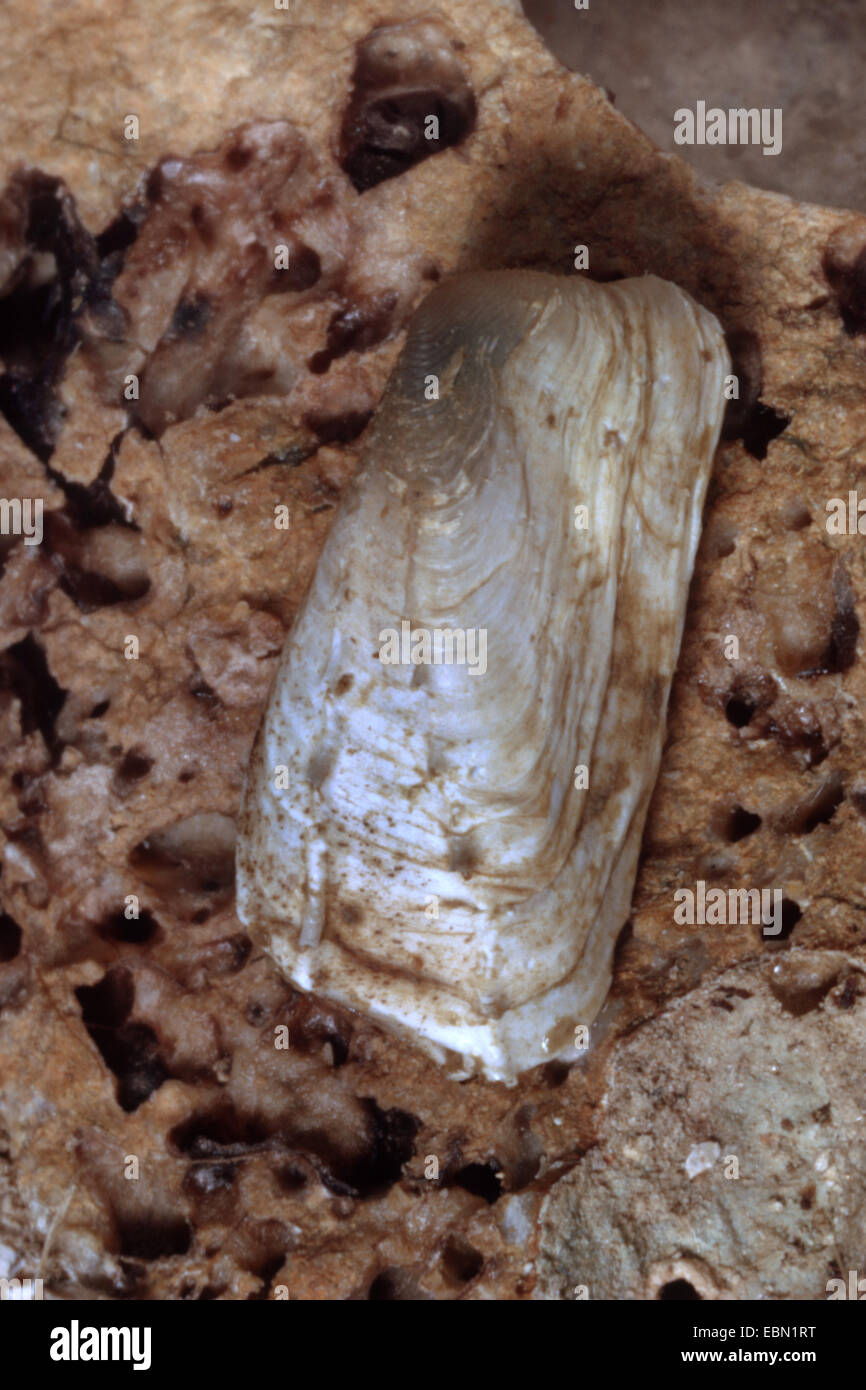 Arctic hiatella, red-nose clam, red nose, wrinkled rock borer, Arctic ...