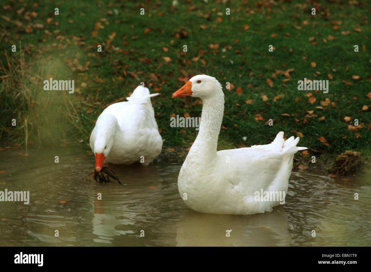 Lippegans hi-res stock photography and images - Alamy