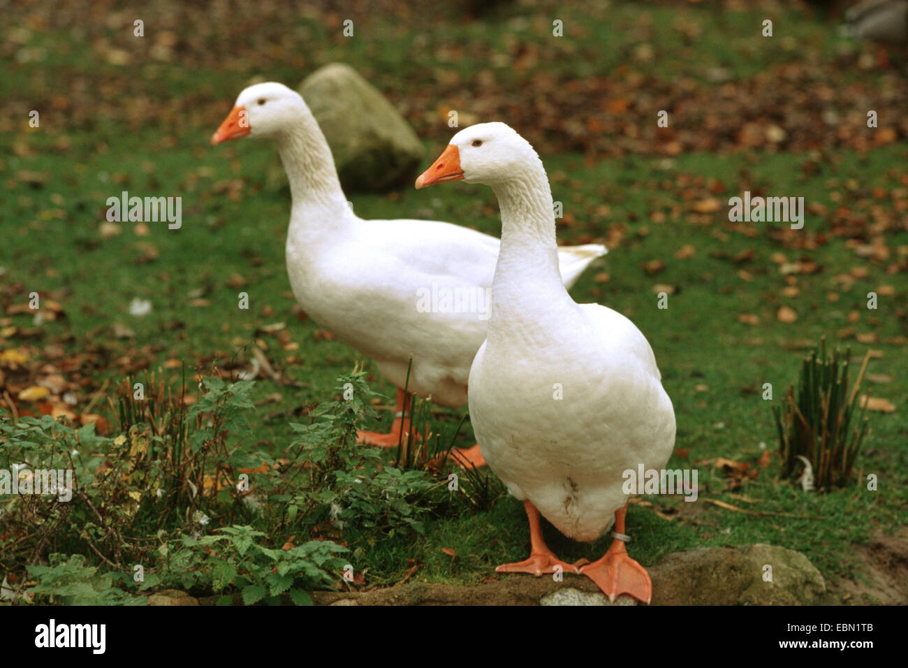 Two geese outside hi-res stock photography and images - Alamy