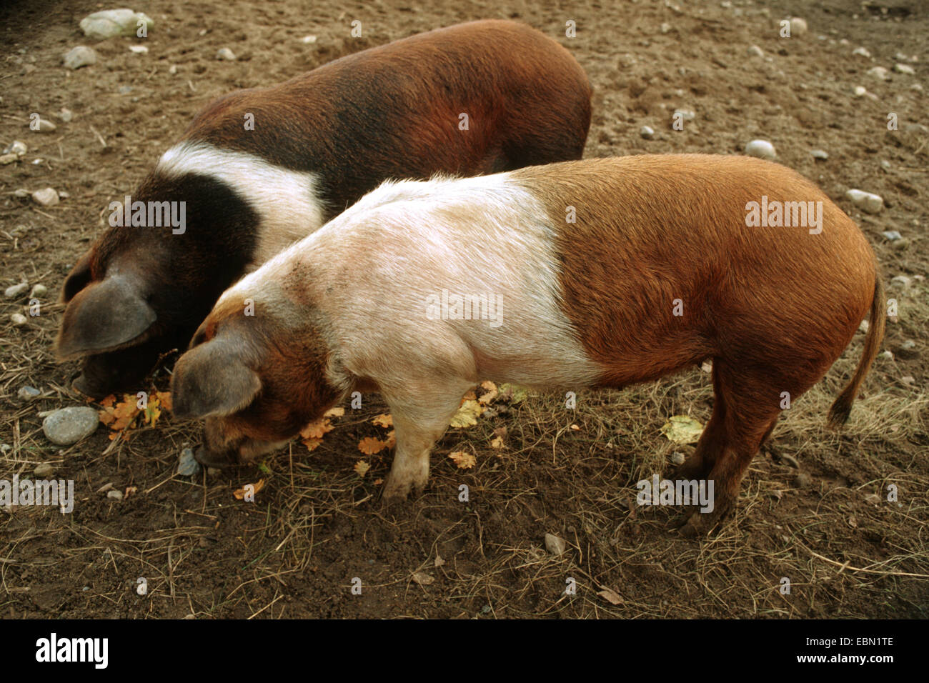 Danish Protest pig (Sus scrofa f. domestica), two Danish Protest Pigs ...