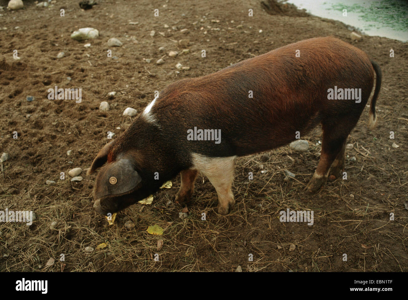 Danish protest pig sus scrofa f hi-res stock photography and images - Alamy