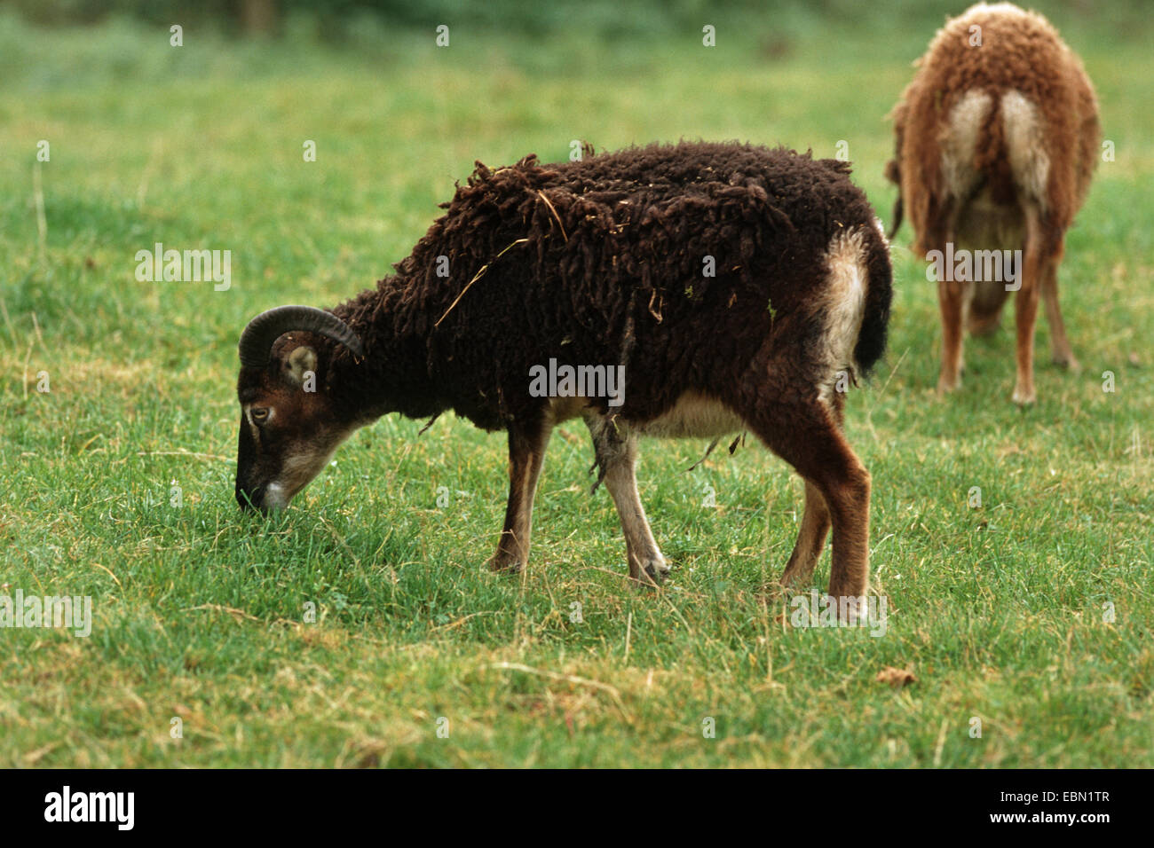 Soay sheep hi-res stock photography and images - Alamy