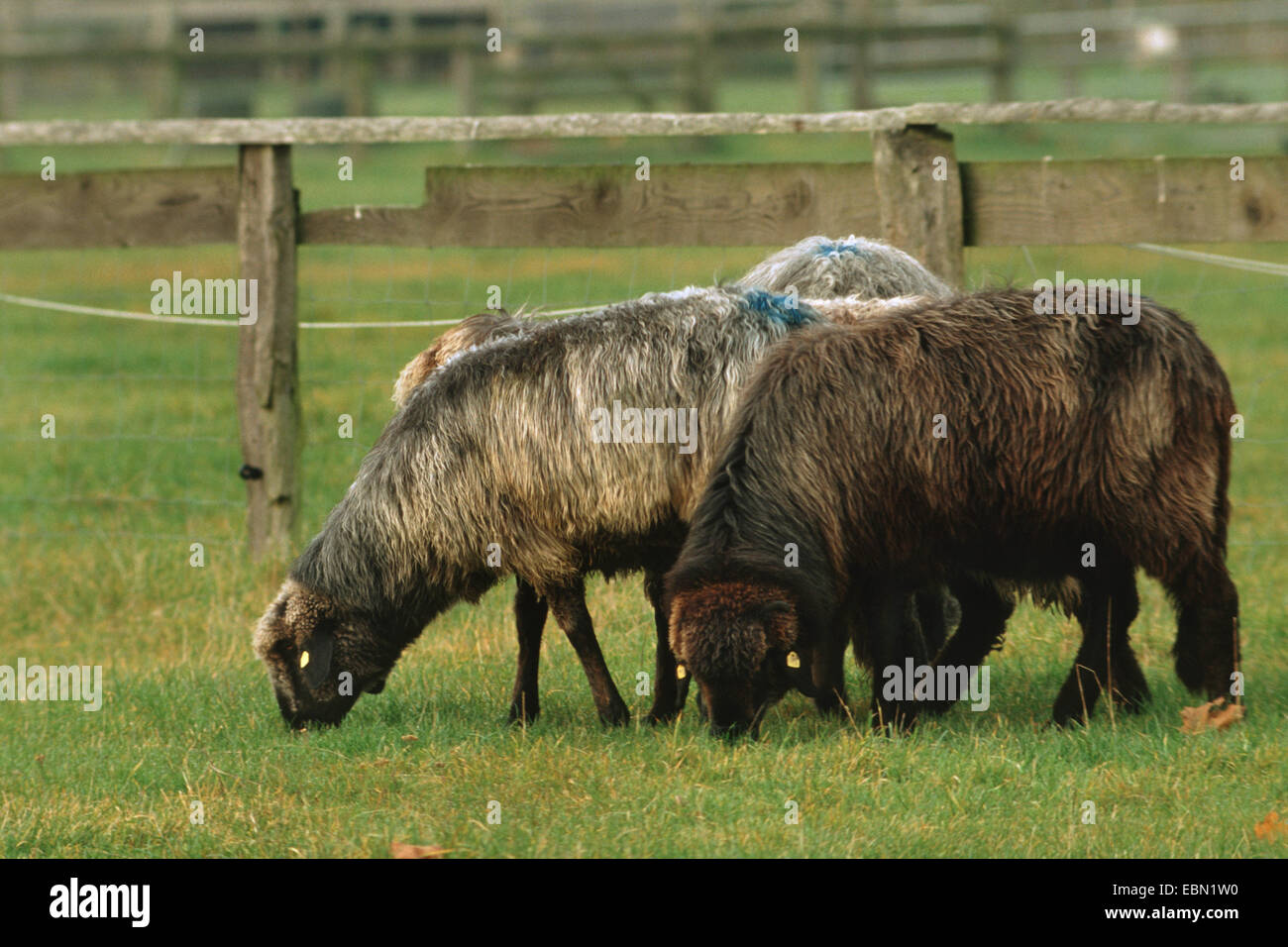 Alpine stone sheep, Alpines Steinschaf (Ovis ammon f. aries), herd of ...