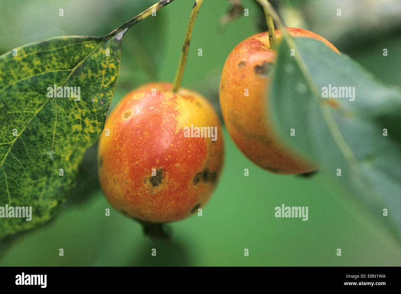 apple tree (Malus domestica 'Red Sentinel', Malus domestica Red ...