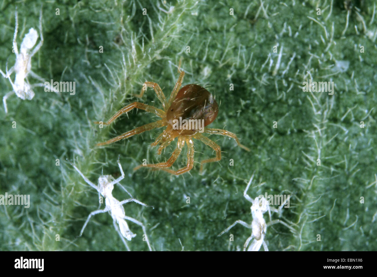 Mite (Anystis agilis), with exhausted prey, Germany Stock Photo - Alamy