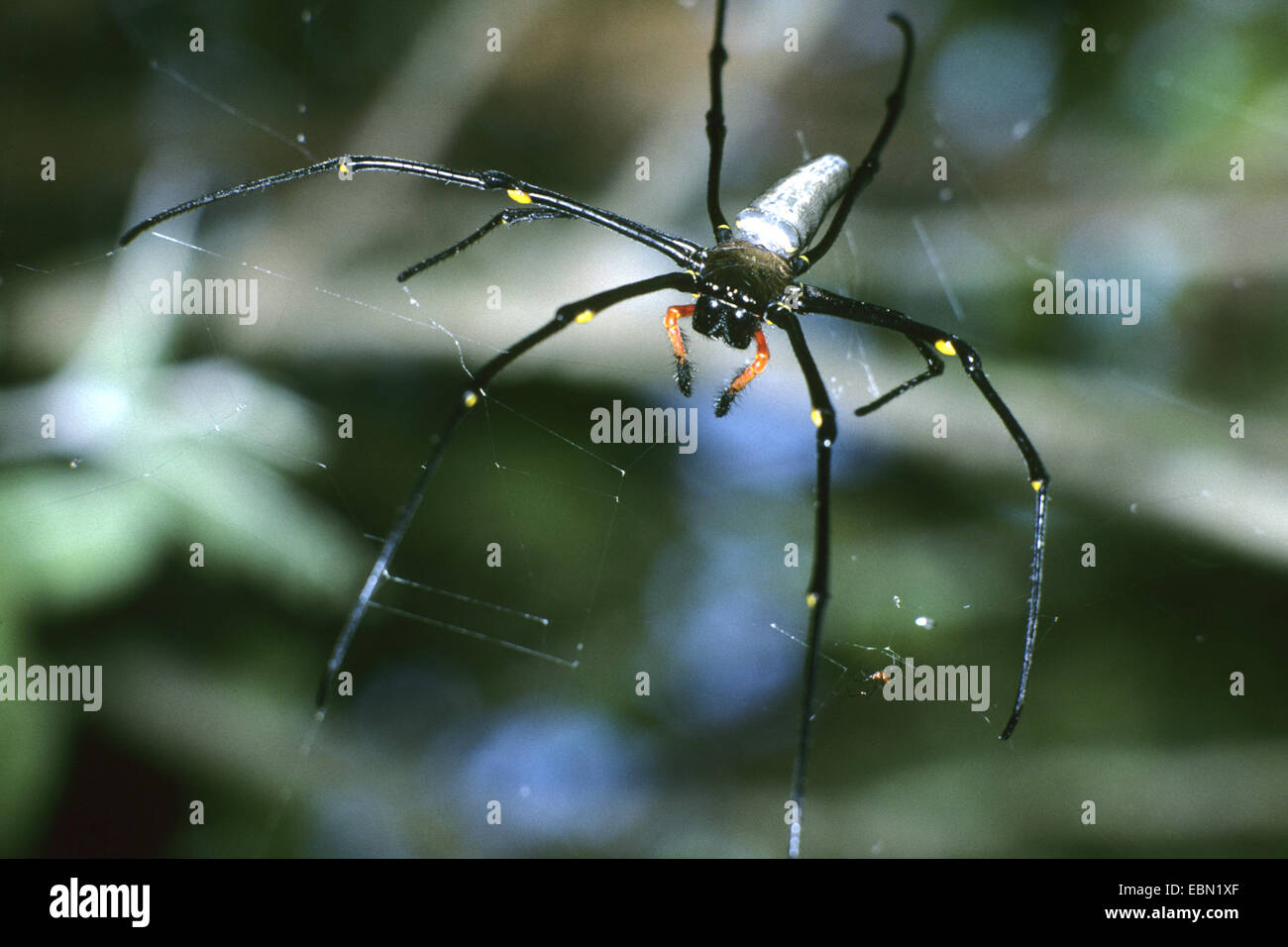 Giant wood spider hi-res stock photography and images - Alamy