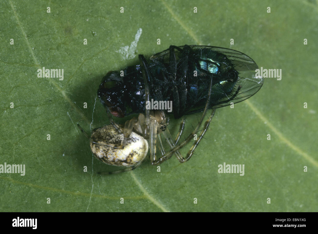 Autumn orbweaver (Meta segmentata, Metellina segmentata), male with ...