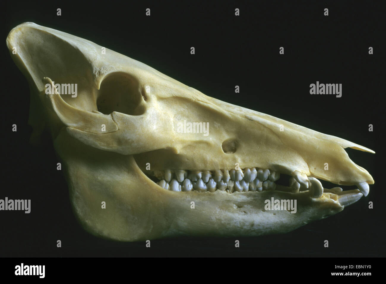 Pig skull hi-res stock photography and images - Alamy