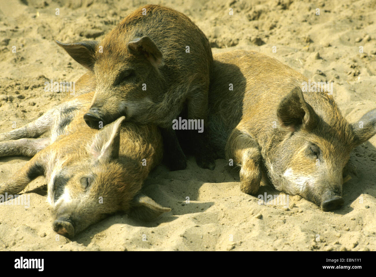 Wooly Pig (Sus scrofa f. domestica), three shoats sleeping on sandy ...