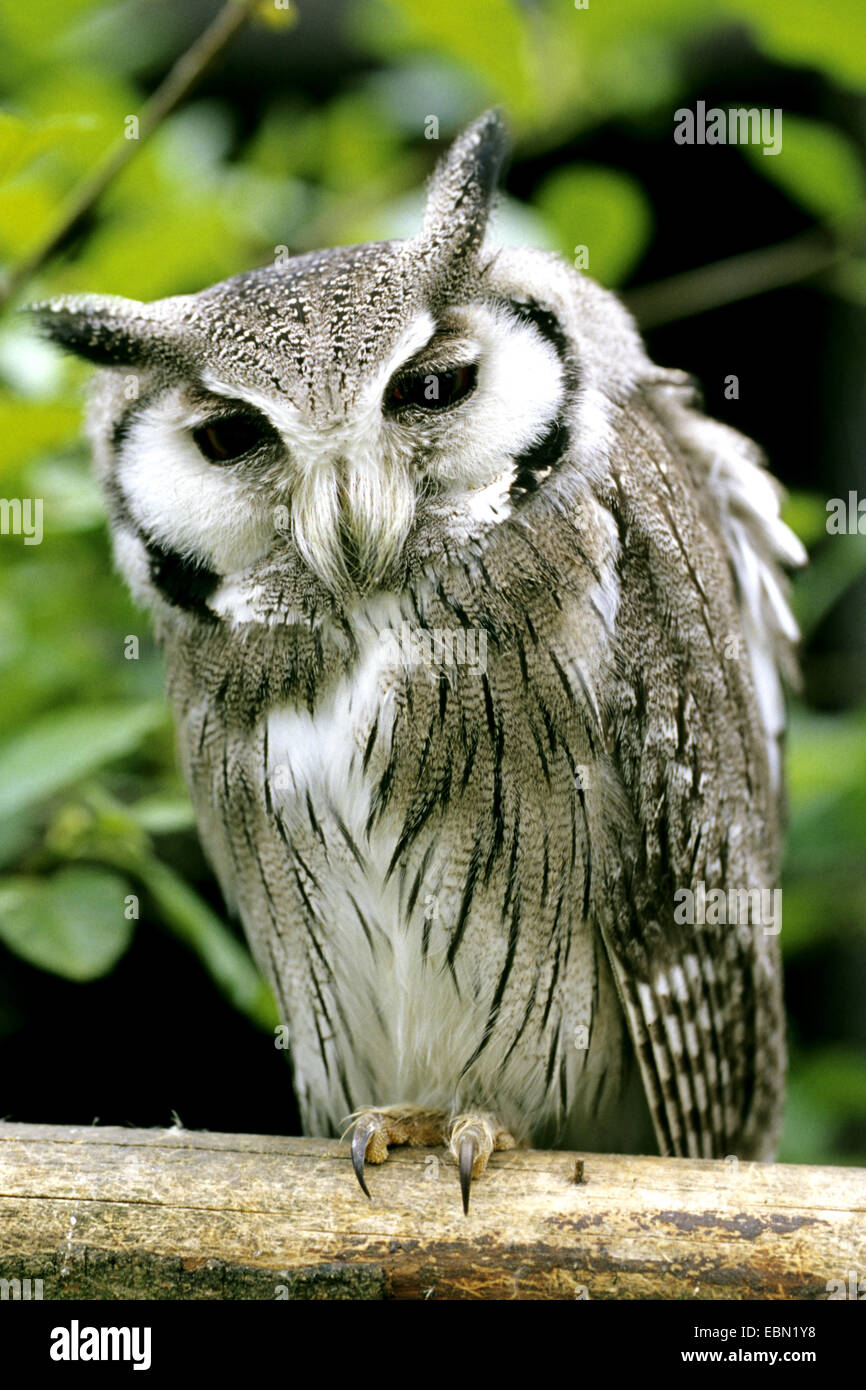 white-faced scops owl (Otus leucotis), on a wooden fence Stock Photo ...