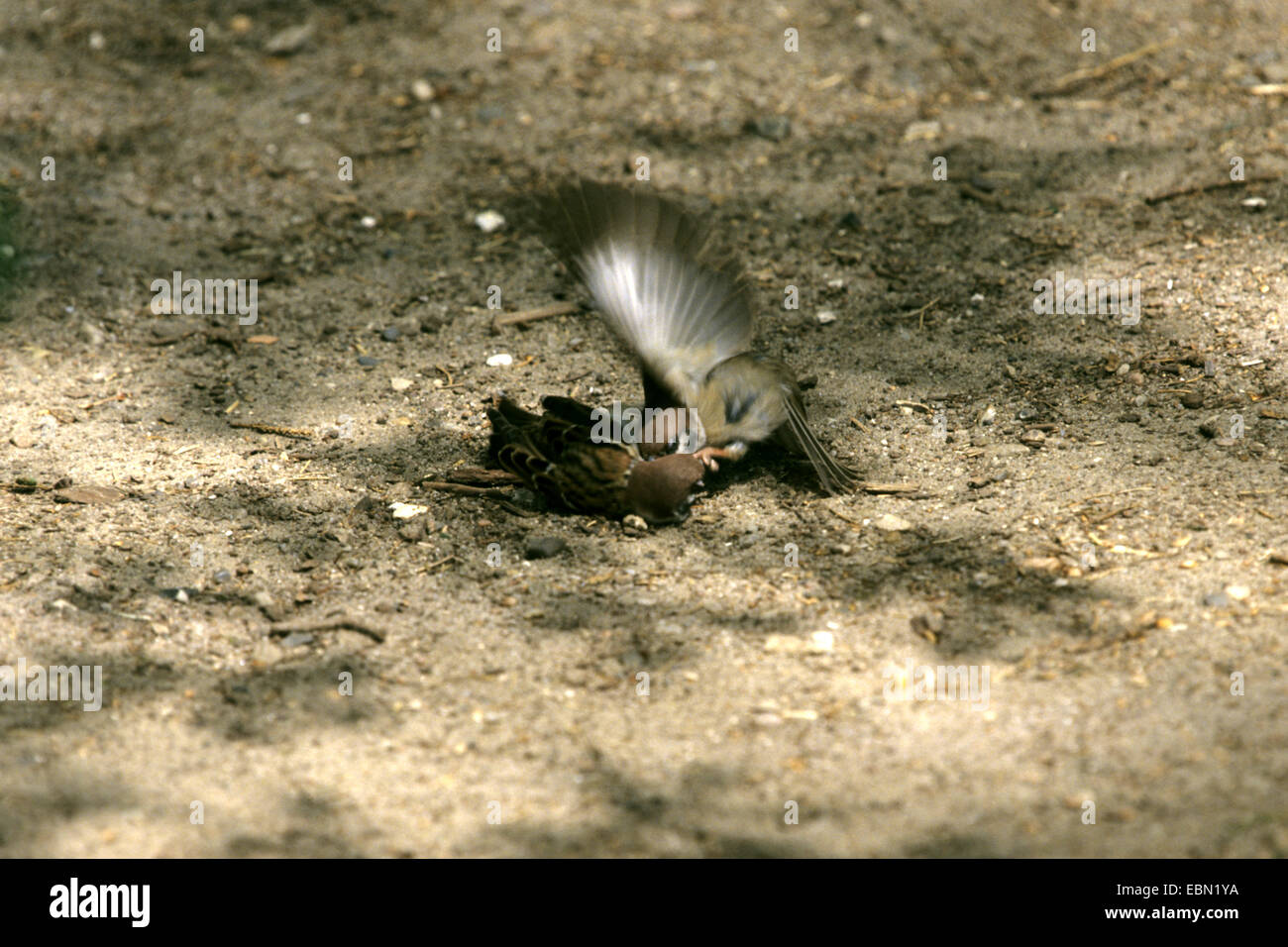 Eurasian tree sparrow (Passer montanus), two fighting sparrows, Germany ...