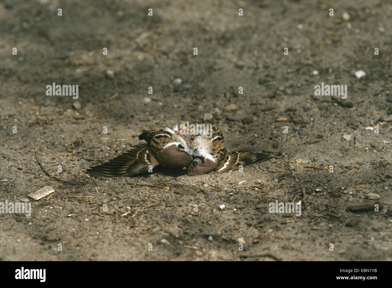 Eurasian tree sparrow (Passer montanus), two fighting sparrows, Germany ...