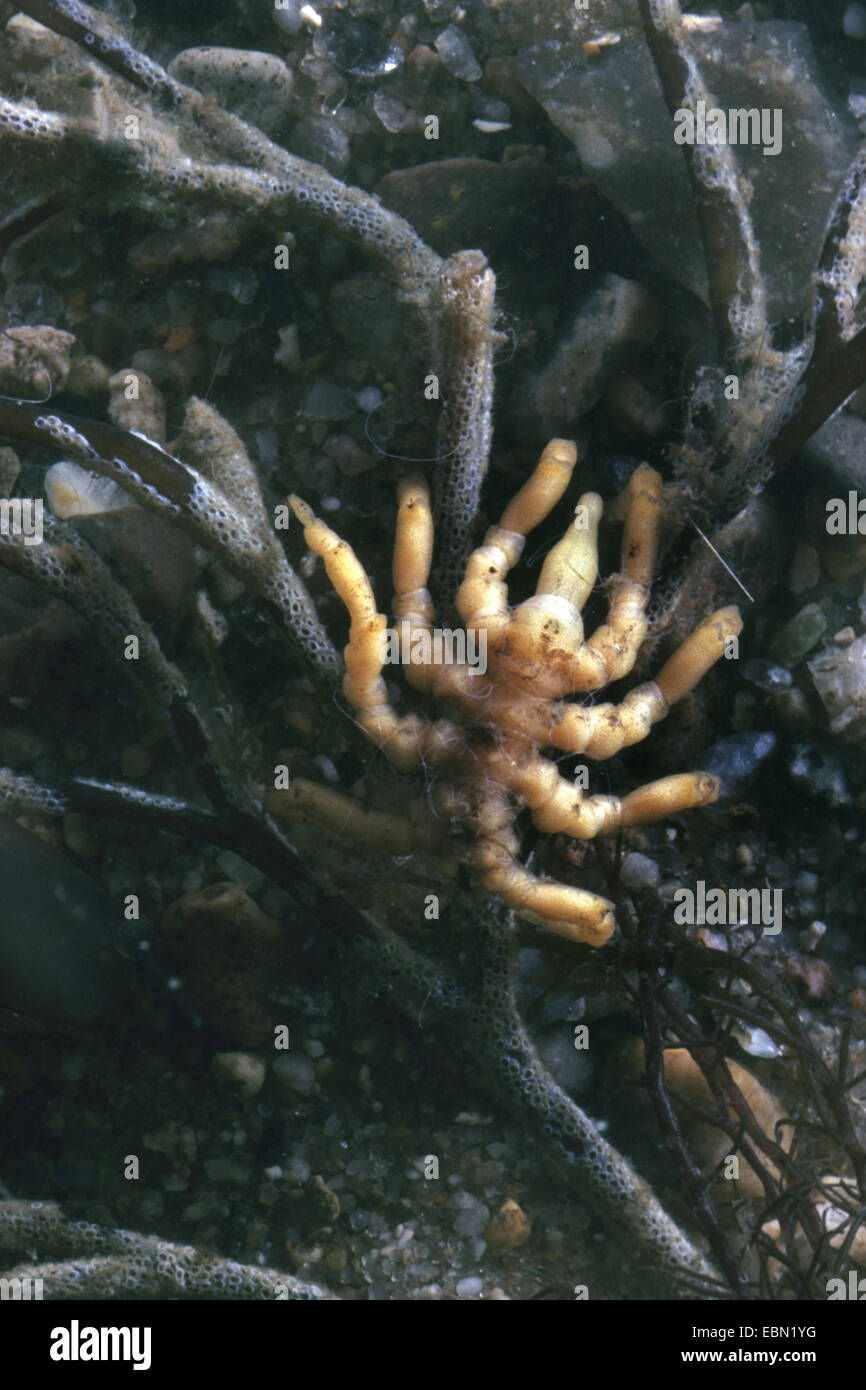 Sea spider (pycnogonum litorale) hi-res stock photography and images ...