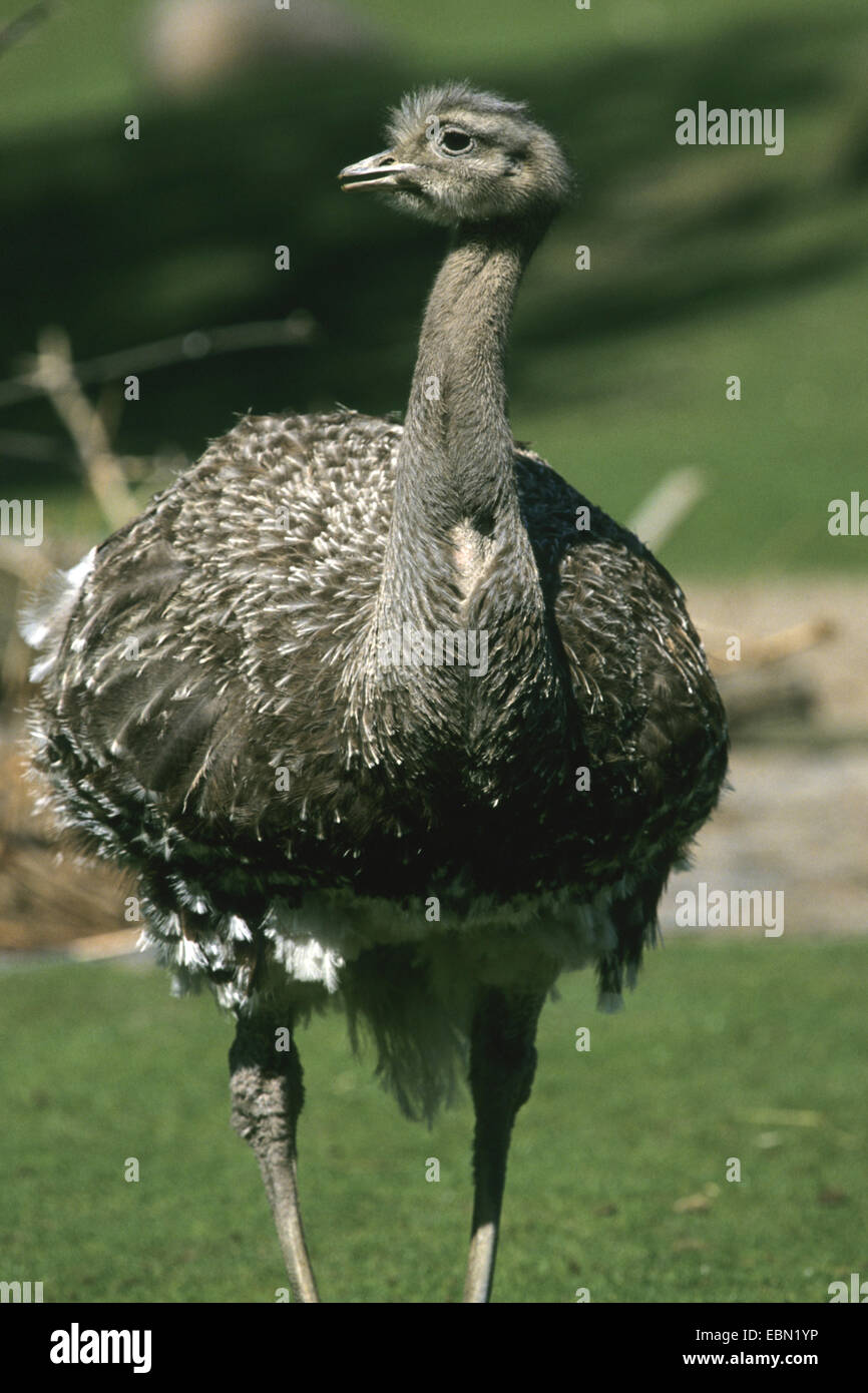 Darwin's rhea, Lesser rhea (Pterocnemia pennata), standing in a meadow ...