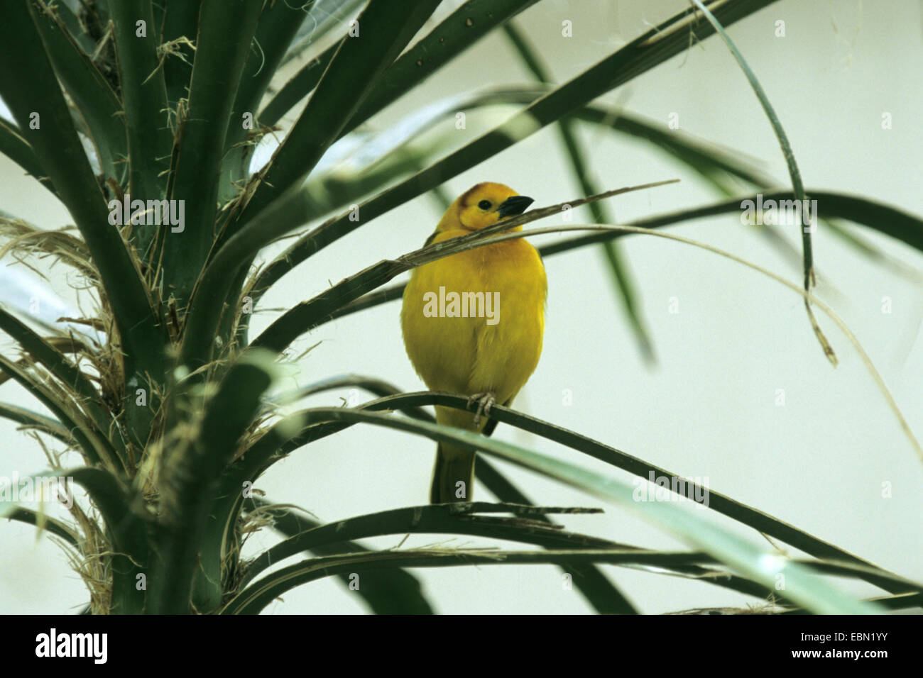 taveta golden weaver (Ploceus castaneiceps), sitting on a palm leaf ...