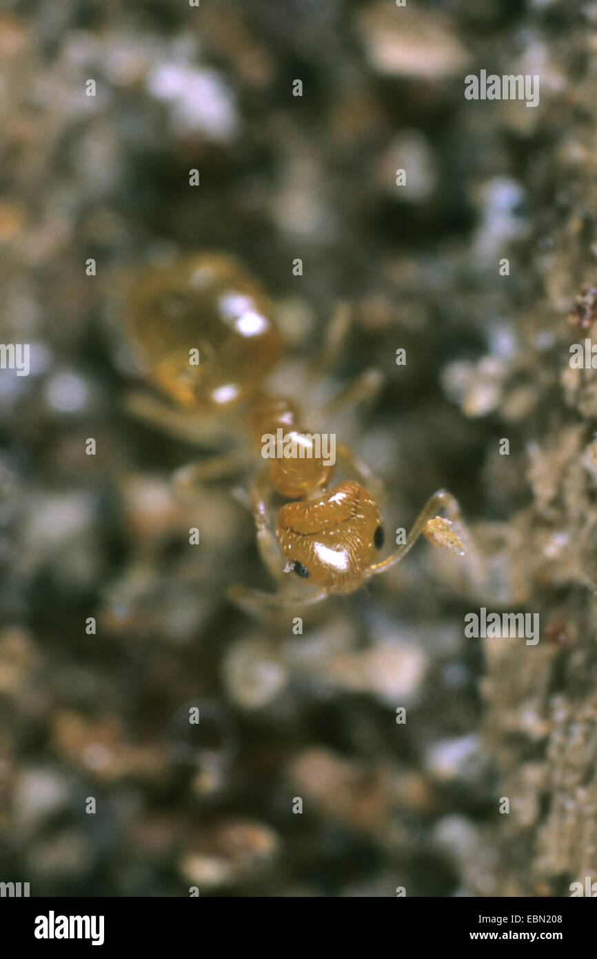 Pharaoh ant, Pharaoh's ant, little red ant (Monomorium pharaonis ...