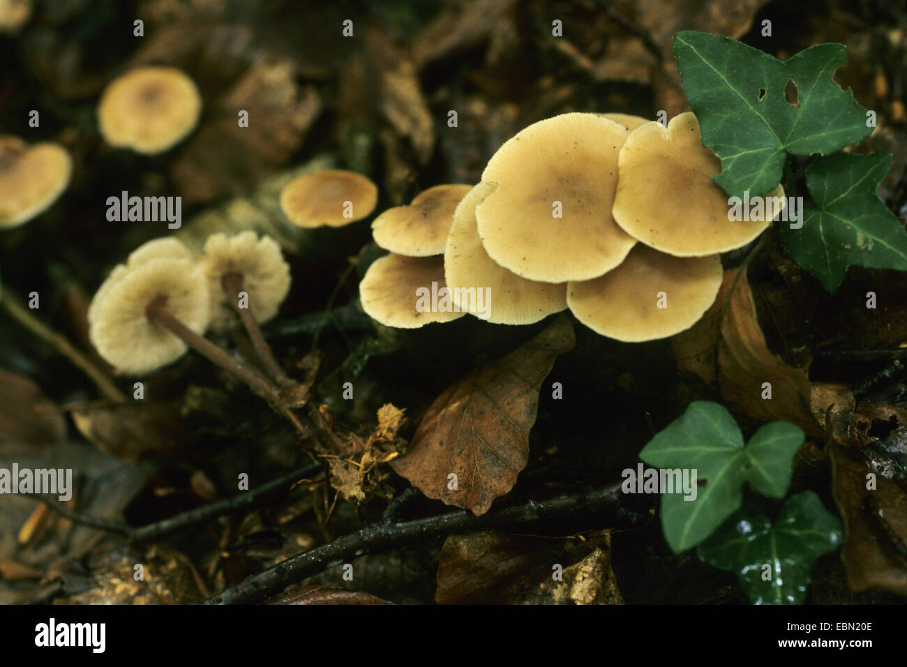 Clustered toughshank (Collybia confluens, Marasmius confluens, Gymnopus ...