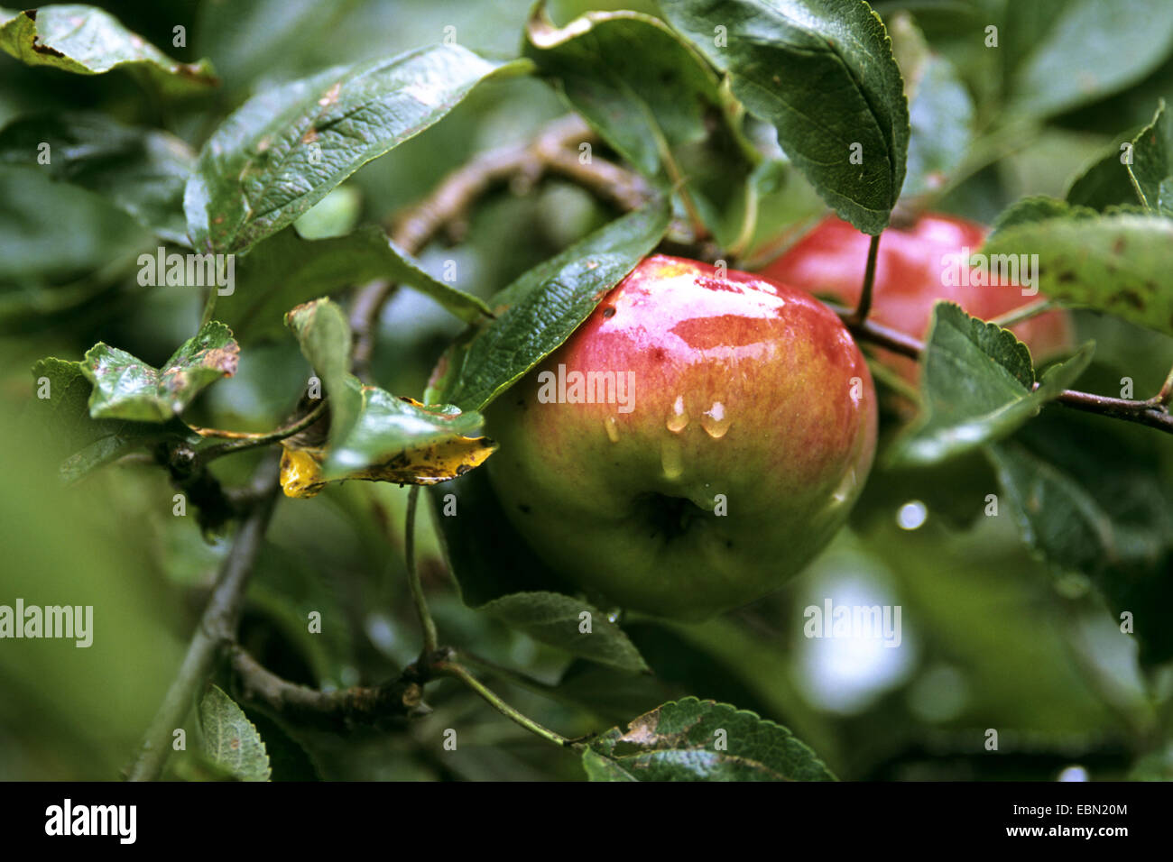 Gravensteiner apple hi-res stock photography and images - Alamy
