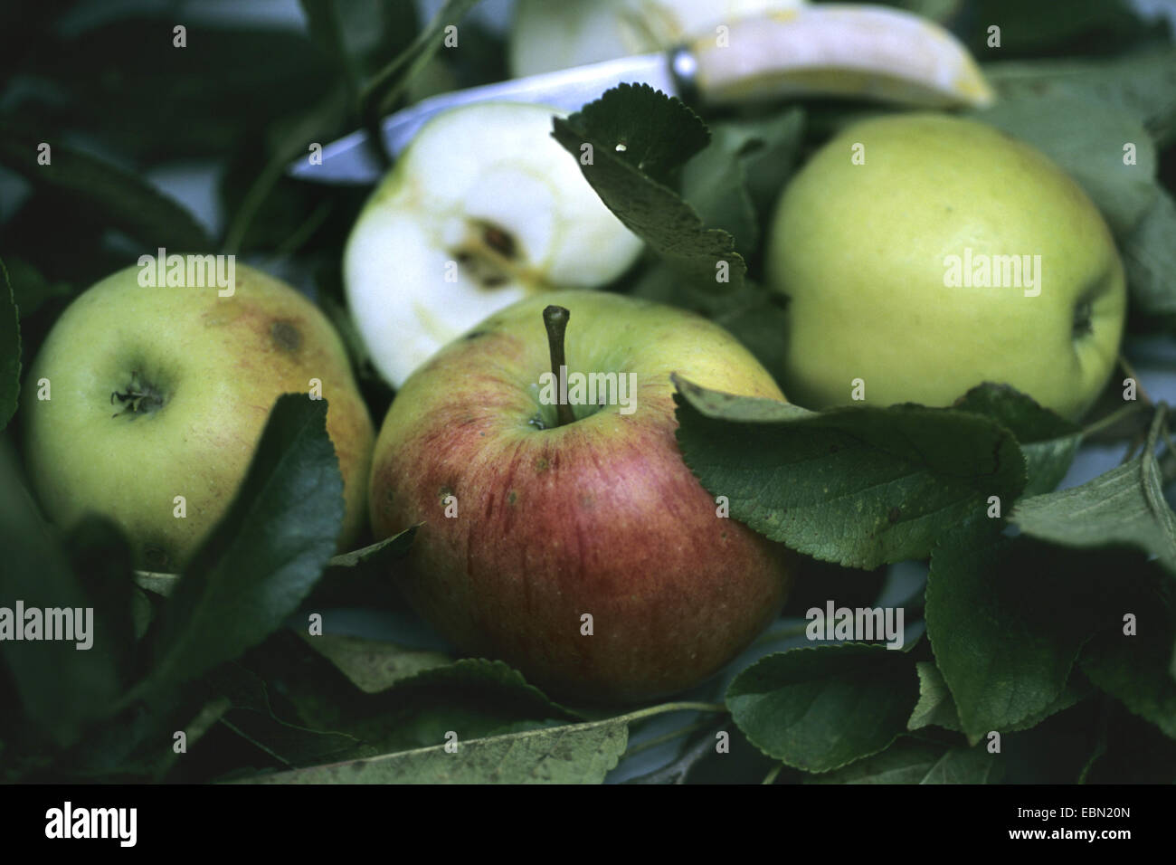 apple tree (Malus domestica 'Gravensteiner', Malus domestica ...