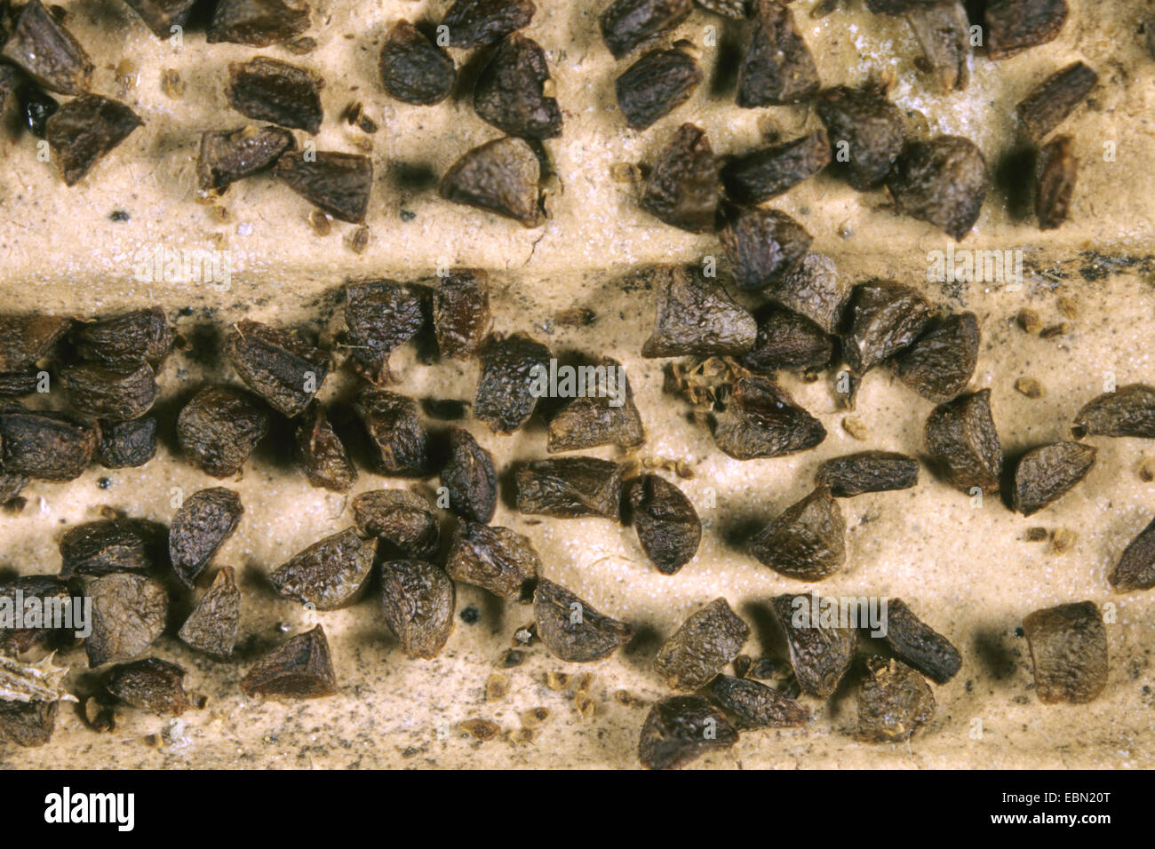 shoo-fly plant, apple-of-peru (Nicandra physalodes), seeds of apple-of ...