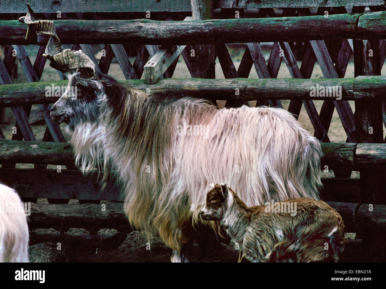 Girgentana (Capra hircus, Capra aegagrus f. hircus), adult with goat ...