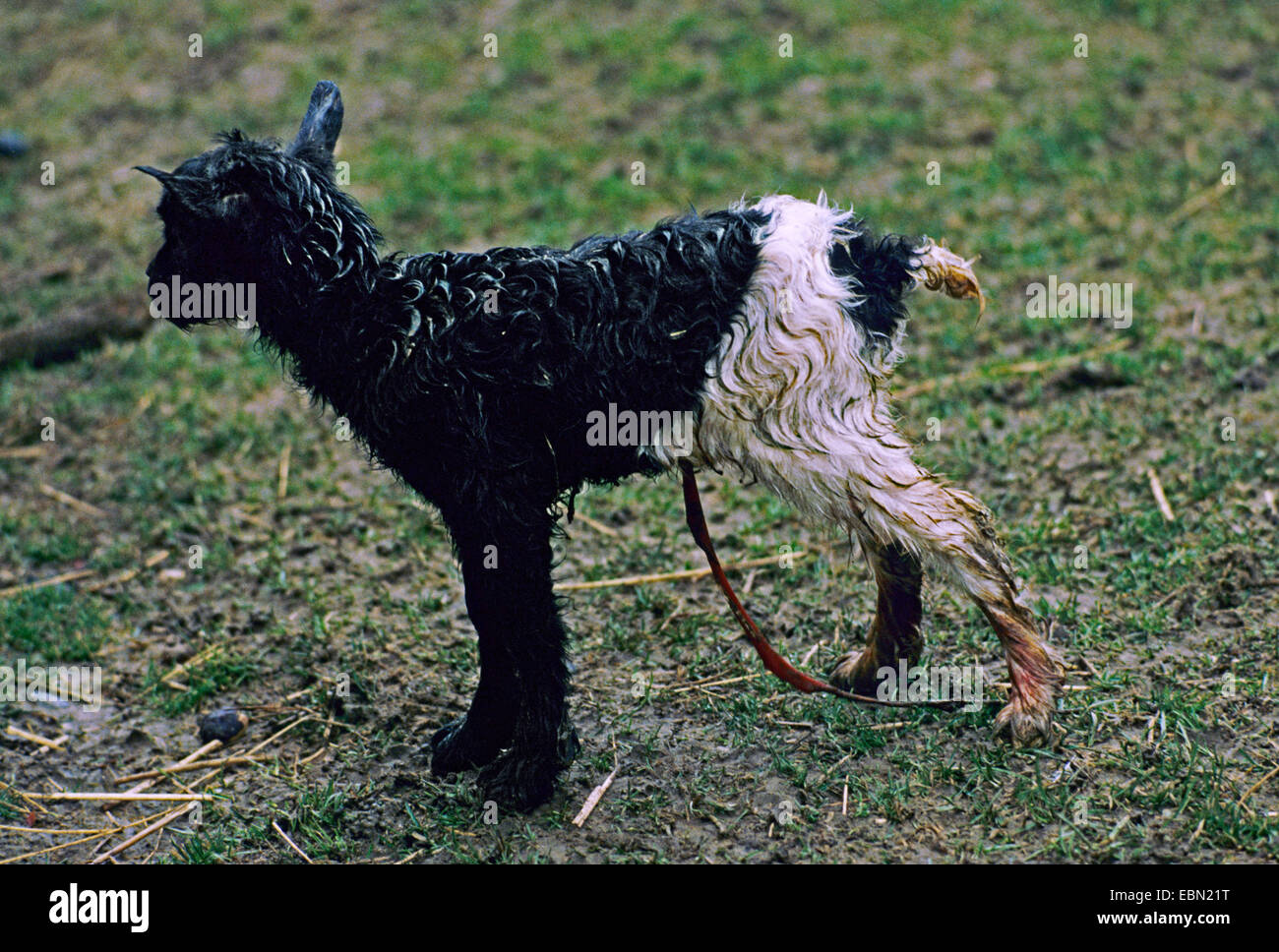 domestic goat (Capra hircus, Capra aegagrus f. hircus), newborn goat ...