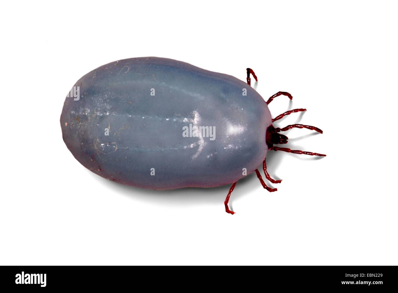 European castor bean tick, European sheep tick (Ixodes ricinus ...