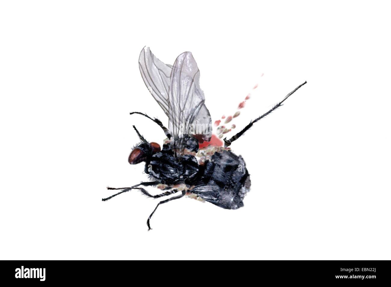 Dead insect fly in hi-res stock photography and images - Alamy