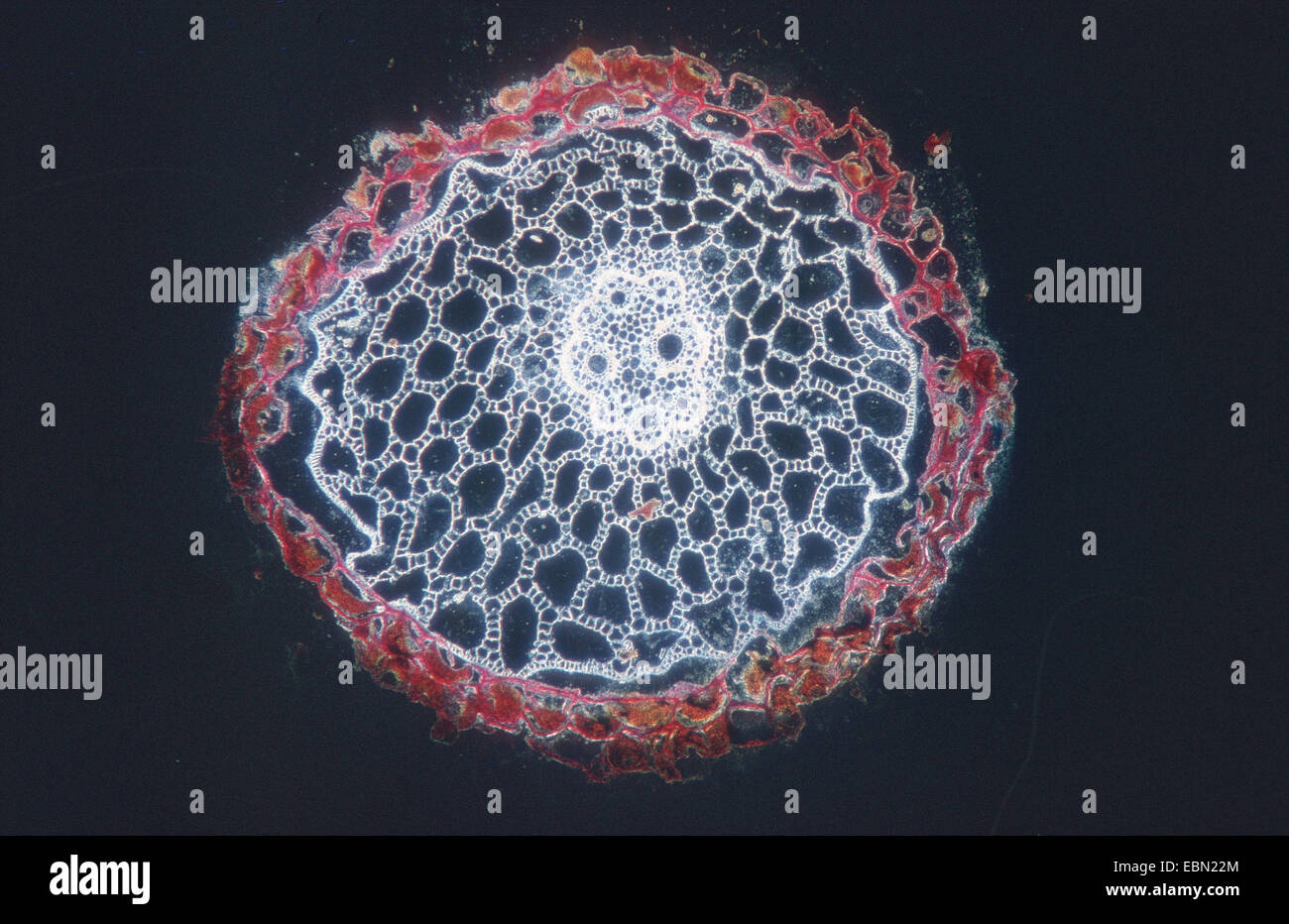 bog rush (Juncus spec.), cross section of a rush Stock Photo - Alamy