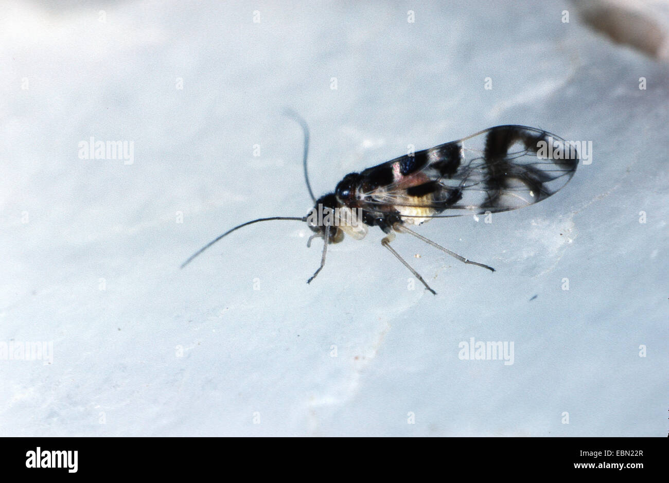 dust louse (Graphopsocus cruciatus), macro Stock Photo - Alamy