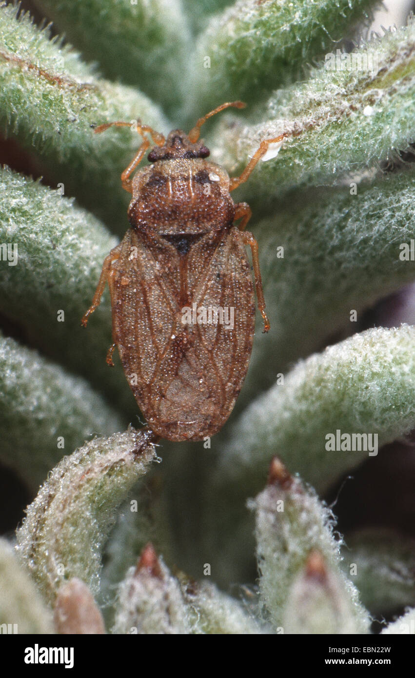 Beet bug (Piesma maculatum), on a plant Stock Photo - Alamy