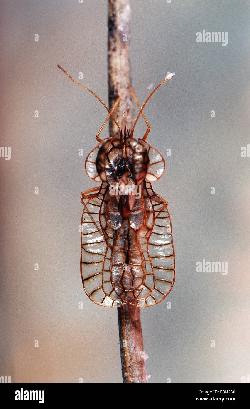 Lace bug galeatus spinifrons hi-res stock photography and images - Alamy