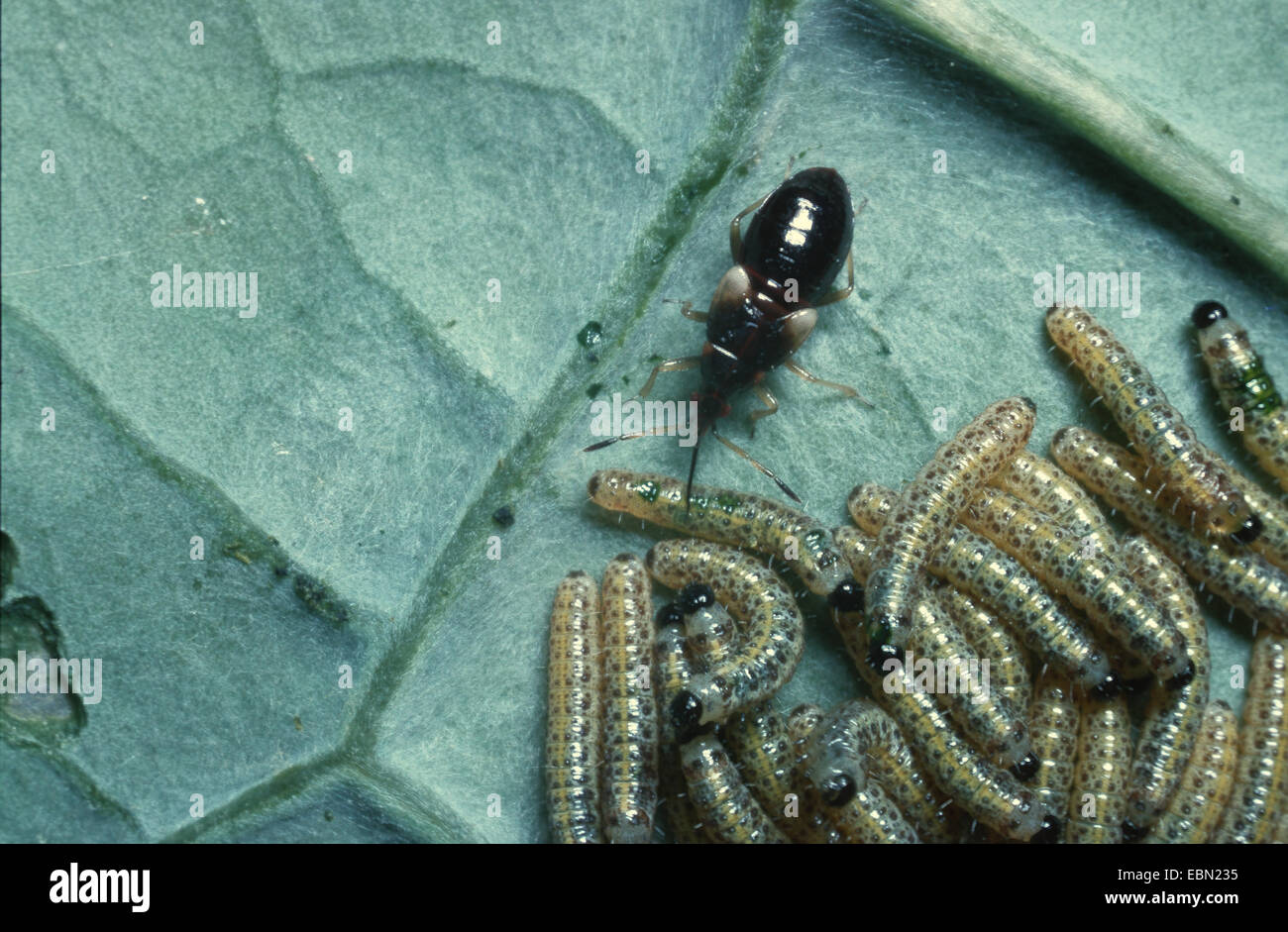 Common flowerbug, Common flower-bug, Common Flower Bug (Anthocoris ...