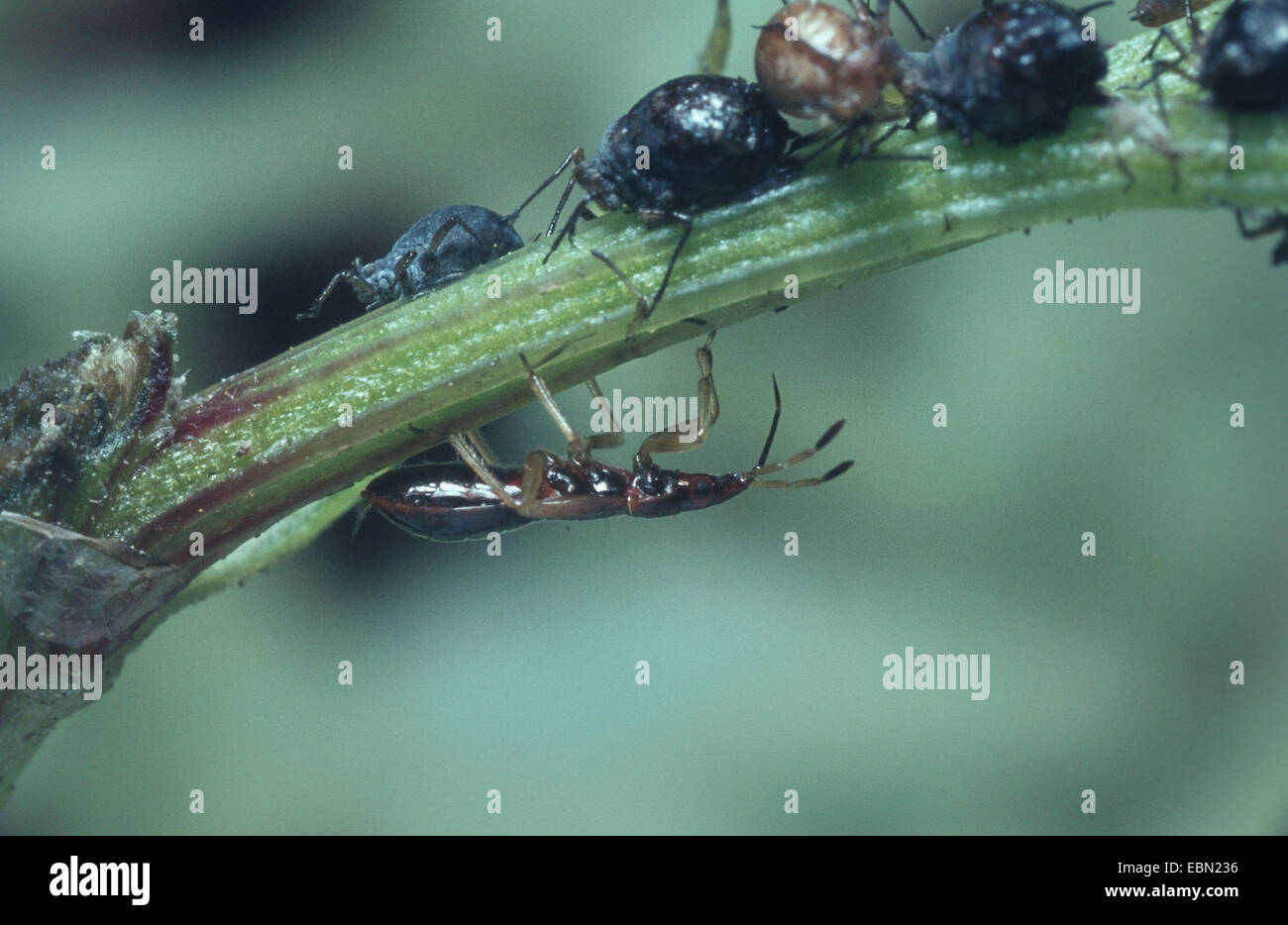 Common flower hi-res stock photography and images - Alamy