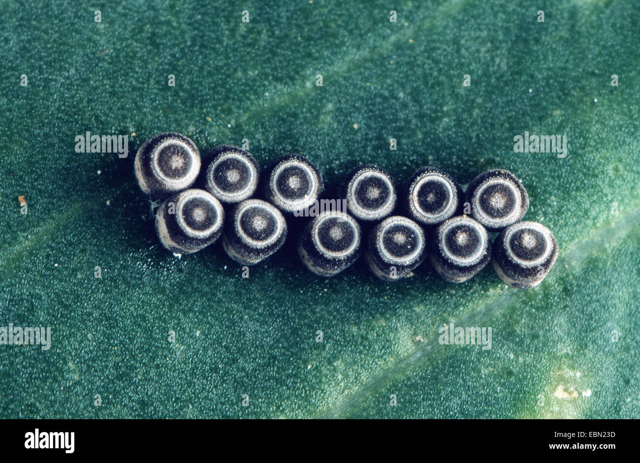 Bug eggs hi-res stock photography and images - Alamy