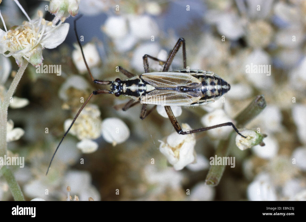 Leptopterna dolabrata hi-res stock photography and images - Alamy