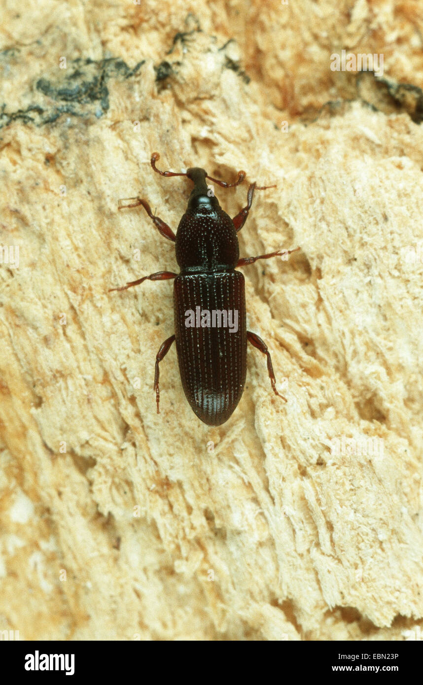 Cossonus hi-res stock photography and images - Alamy