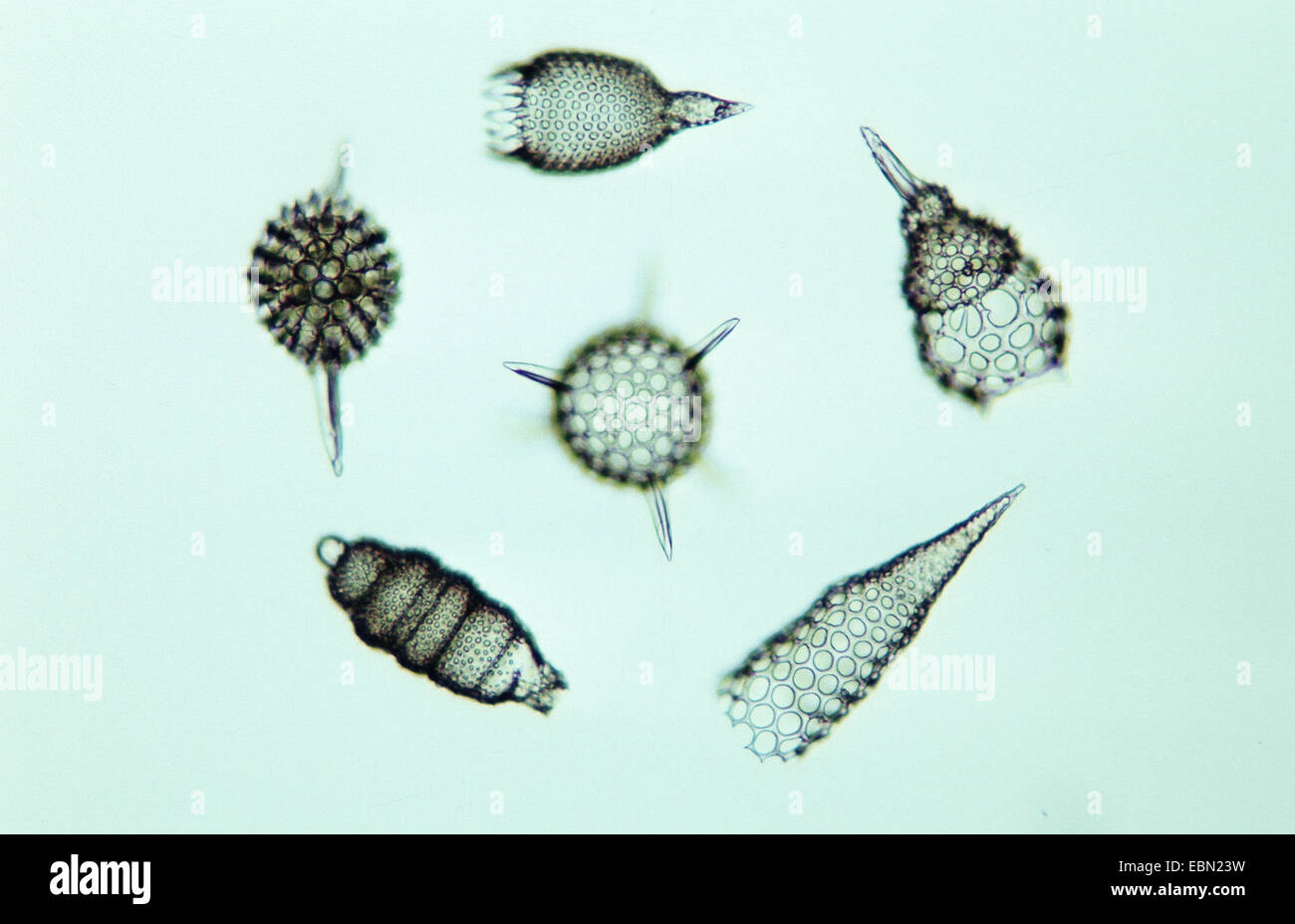 Radiolarian species hi-res stock photography and images - Alamy