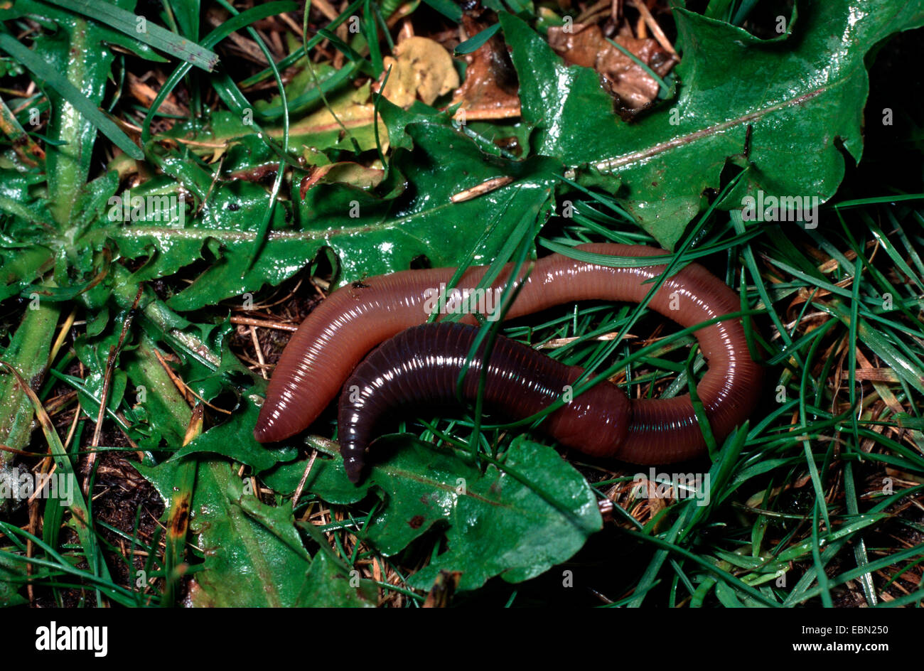 Common earthworm earthworm lob worm hi-res stock photography and images - Alamy