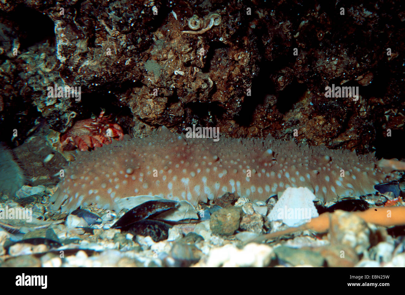 Stichopus hi-res stock photography and images - Alamy