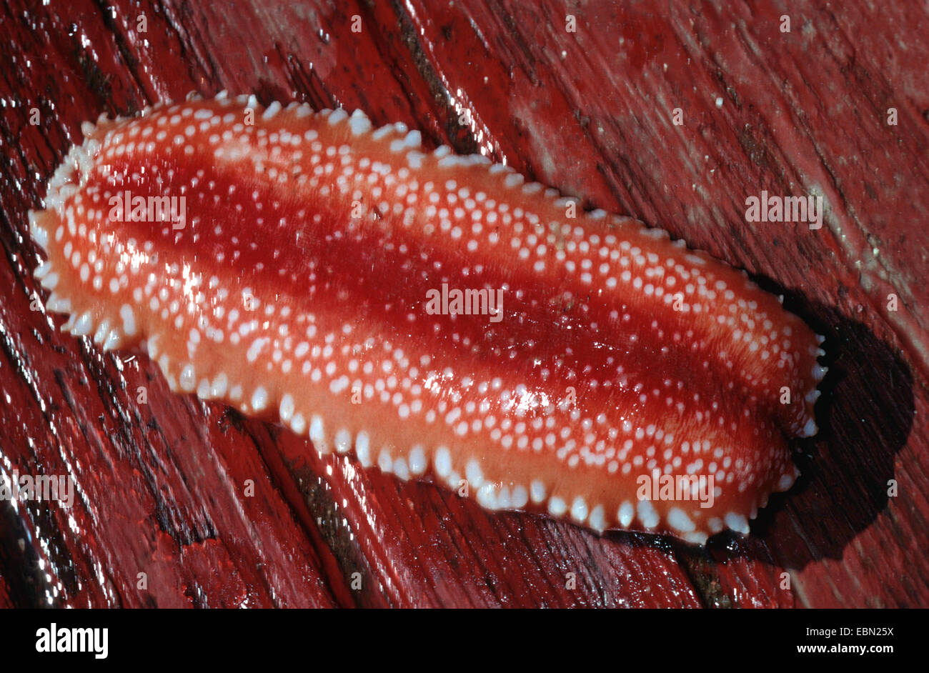 Stichopus hi-res stock photography and images - Alamy