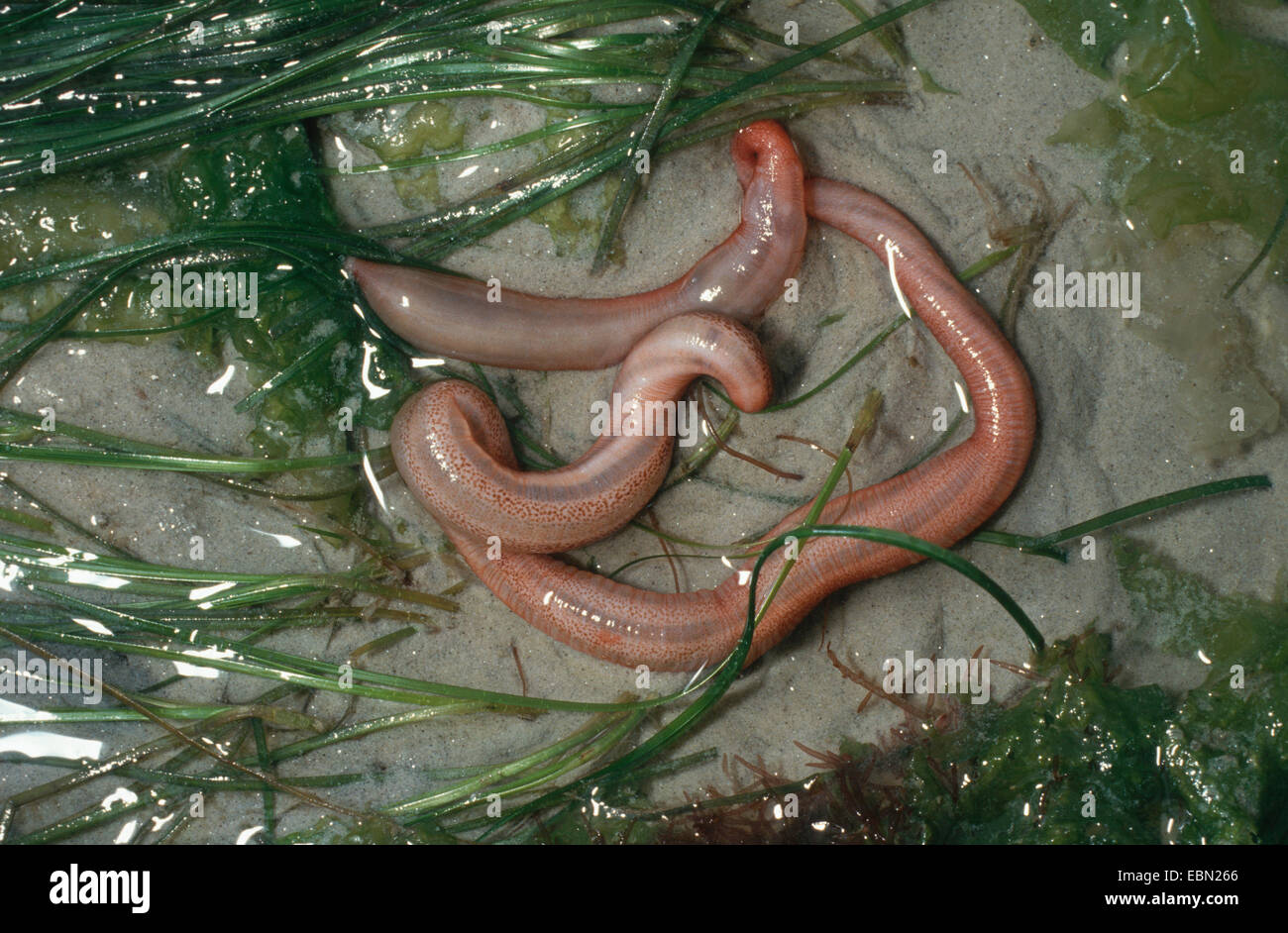 common white synapta (Leptosynapta inhaerens), on sea ground Stock ...