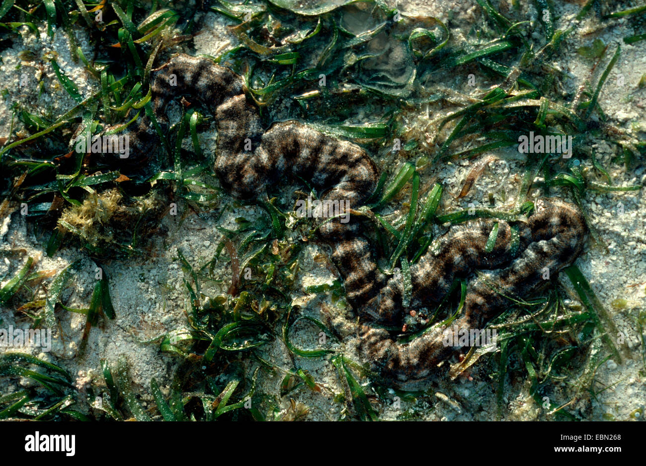 Synapta (Synapta), on sea ground, Philippines Stock Photo - Alamy