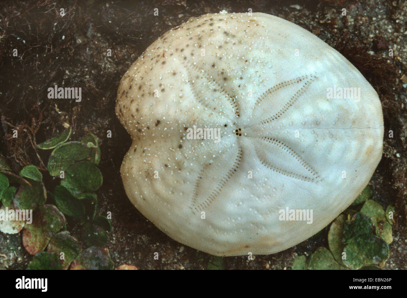 purple heart urchin (Spatangus purpureus), on sea ground Stock Photo ...